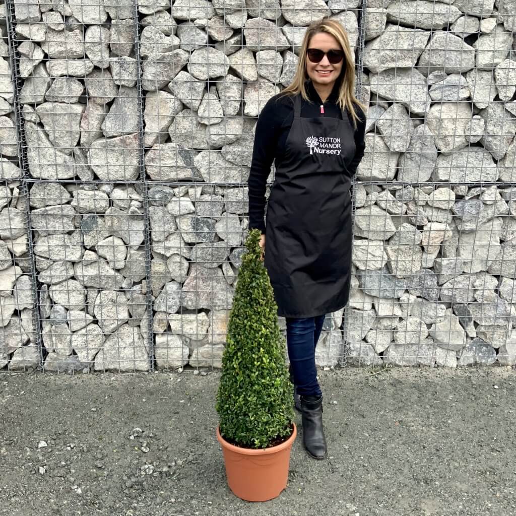 Buy Topiary Pyramids UK | For Sale Online | Large Range