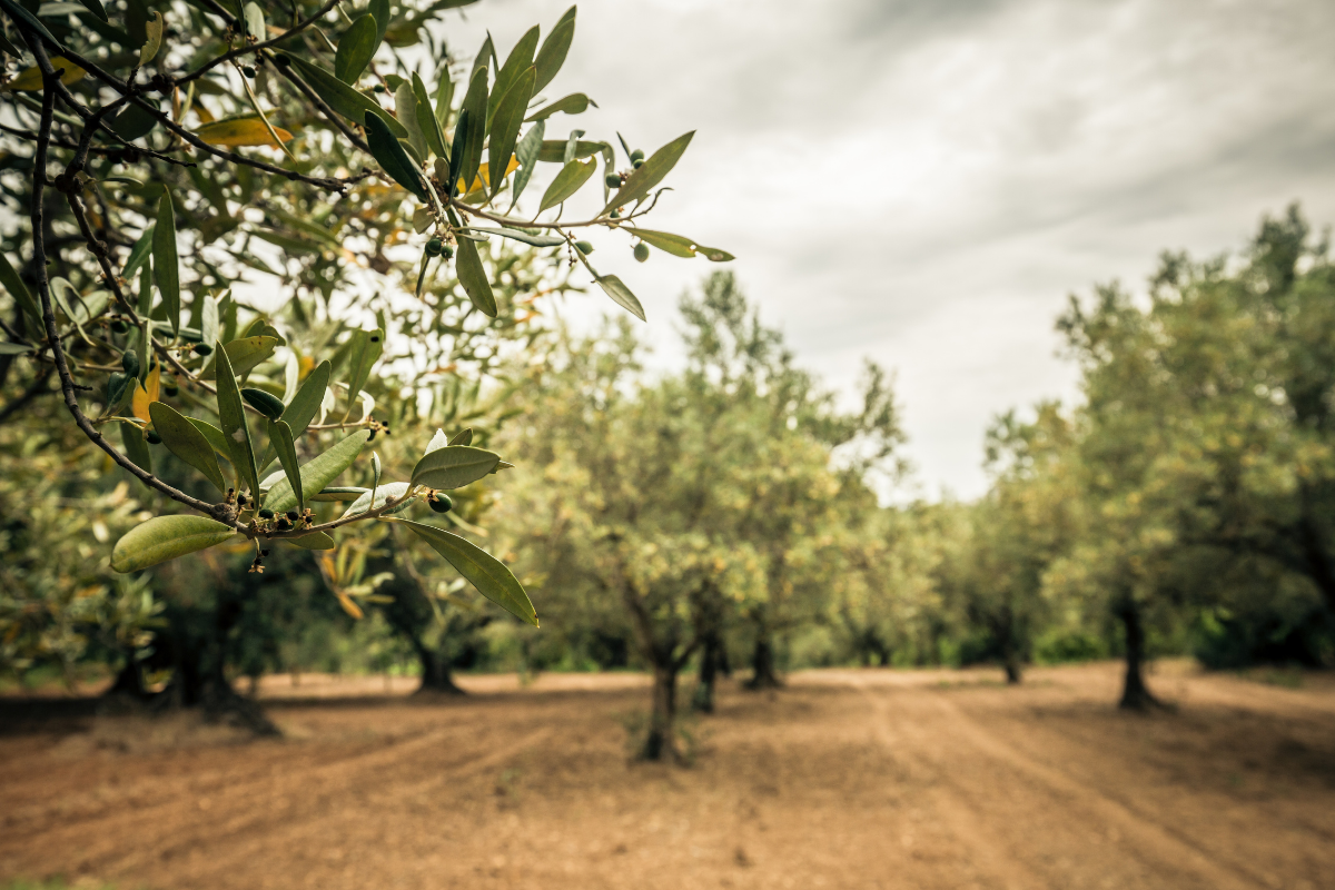 Olive Tree Care: Everything You Need to Know - Sutton Manor Nursery