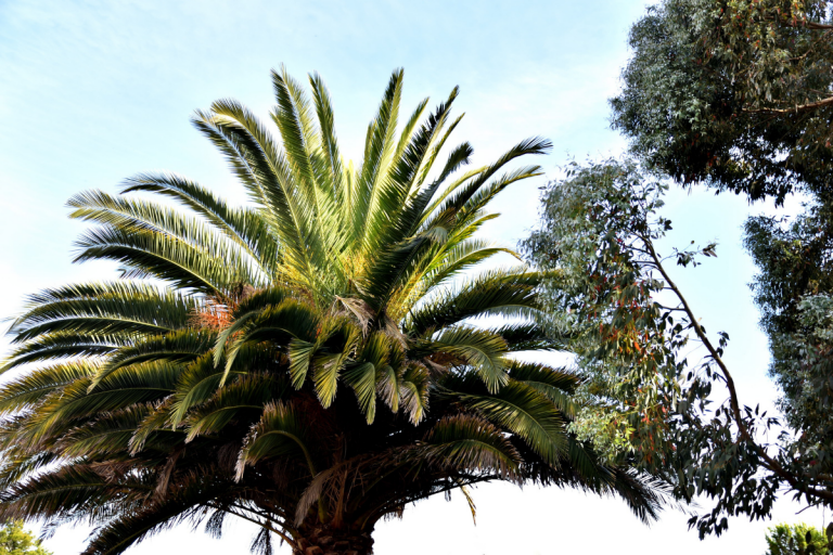 Palm Tree Care: Your Essential Guide - Sutton Manor Nursery
