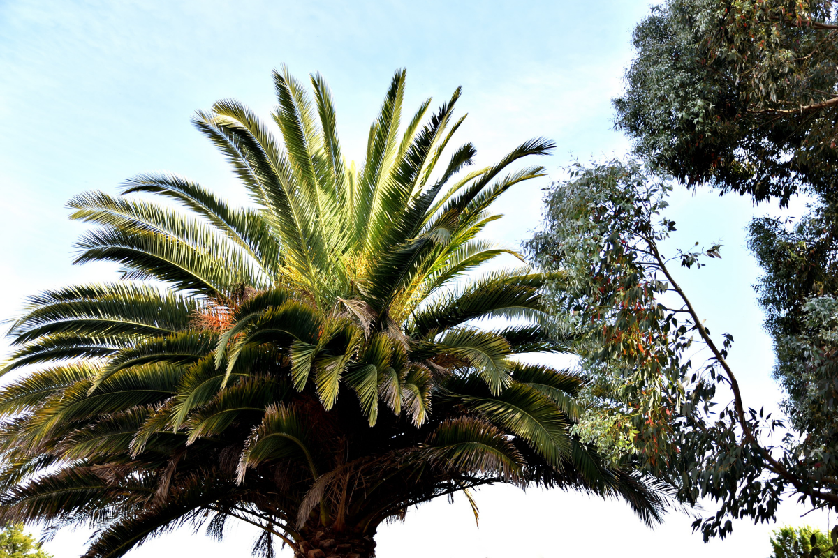 Palm Tree Care: Your Essential Guide - Sutton Manor Nursery