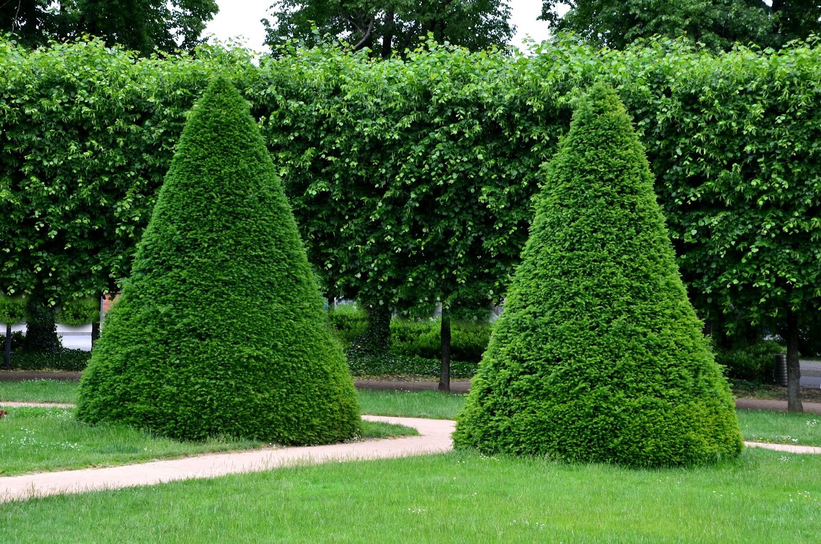 The Ultimate Guide to Topiary - Sutton Manor Nursery