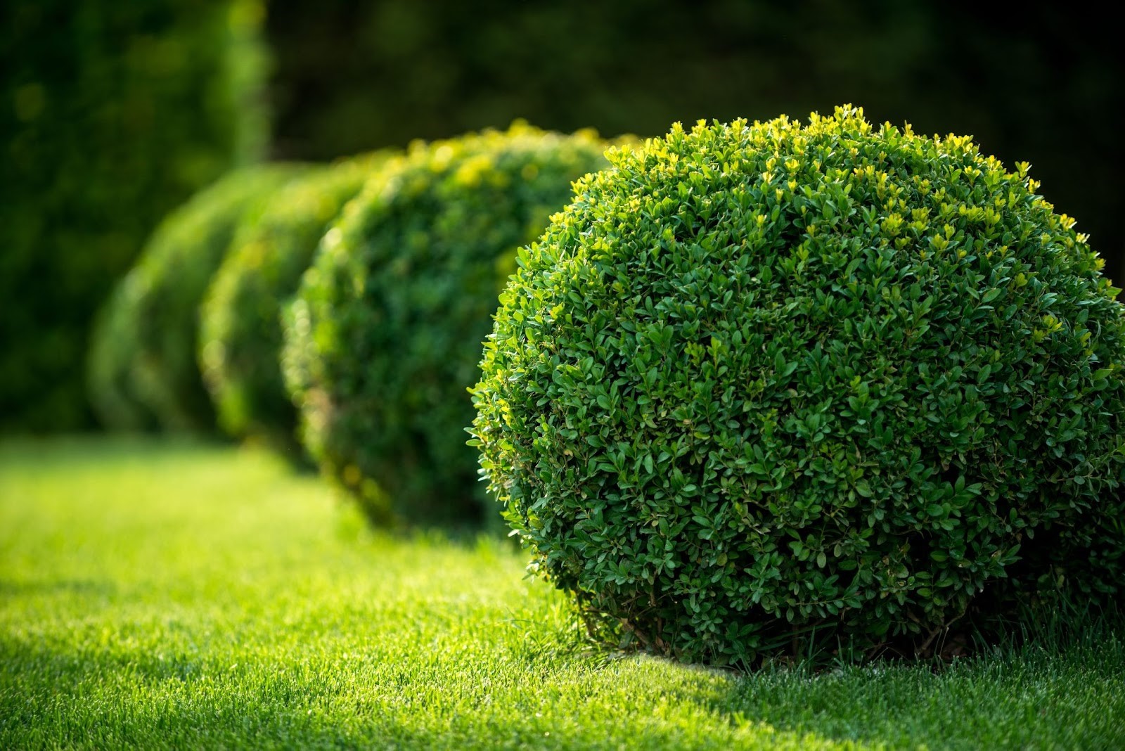 The Ultimate Guide to Topiary - Sutton Manor Nursery