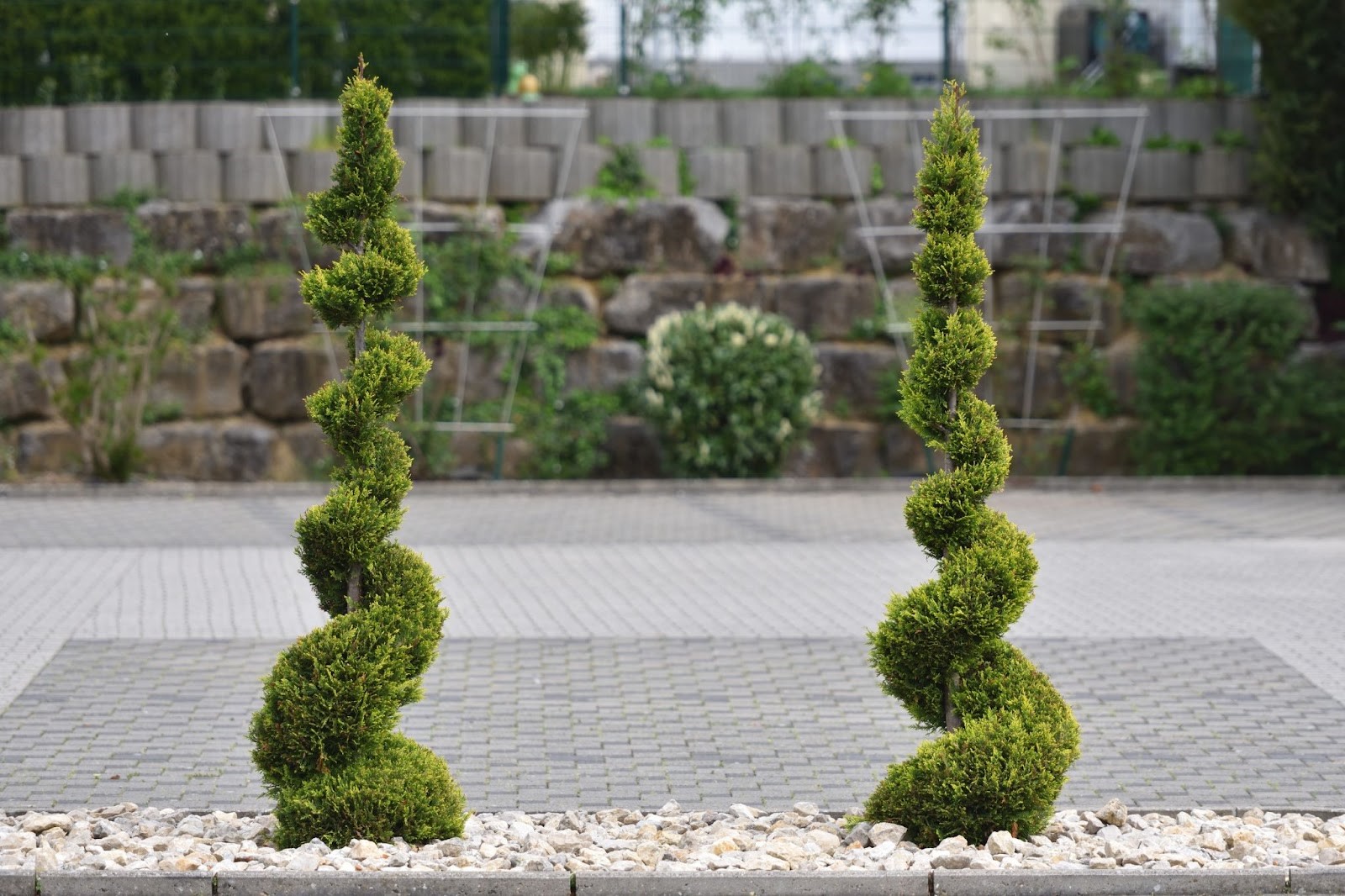 The Ultimate Guide to Topiary - Sutton Manor Nursery