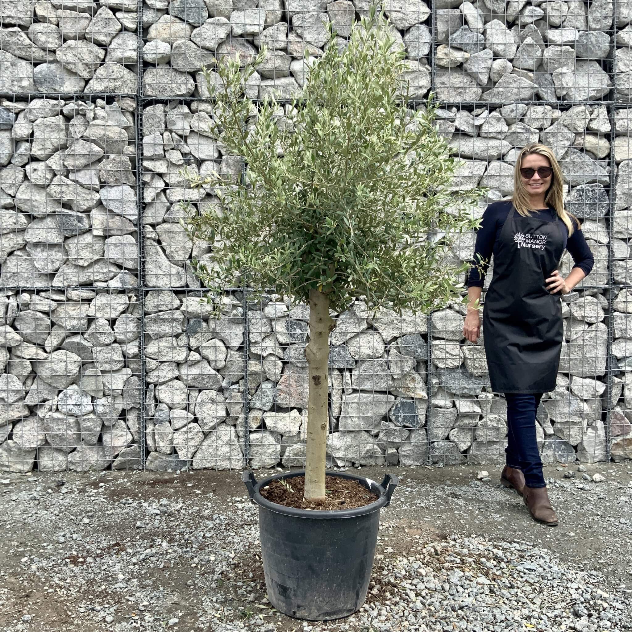 Buy Tuscan Olive Trees UK | For Sale Online | Wide Range