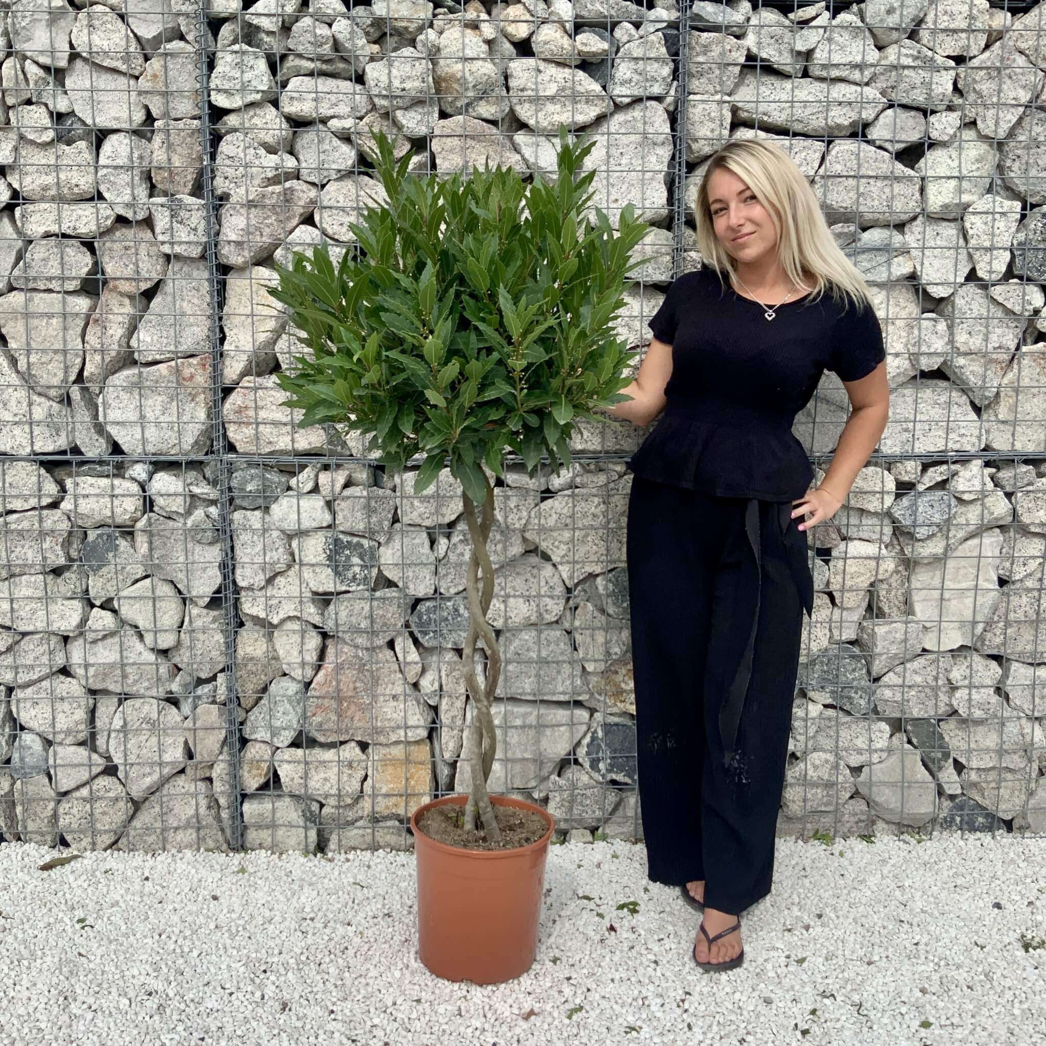 Laurus Nobilis Bay Trees Archives - Sutton Manor Nursery