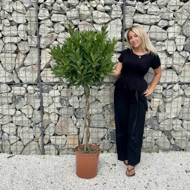 Laurus Nobilis Bay Trees Archives - Sutton Manor Nursery