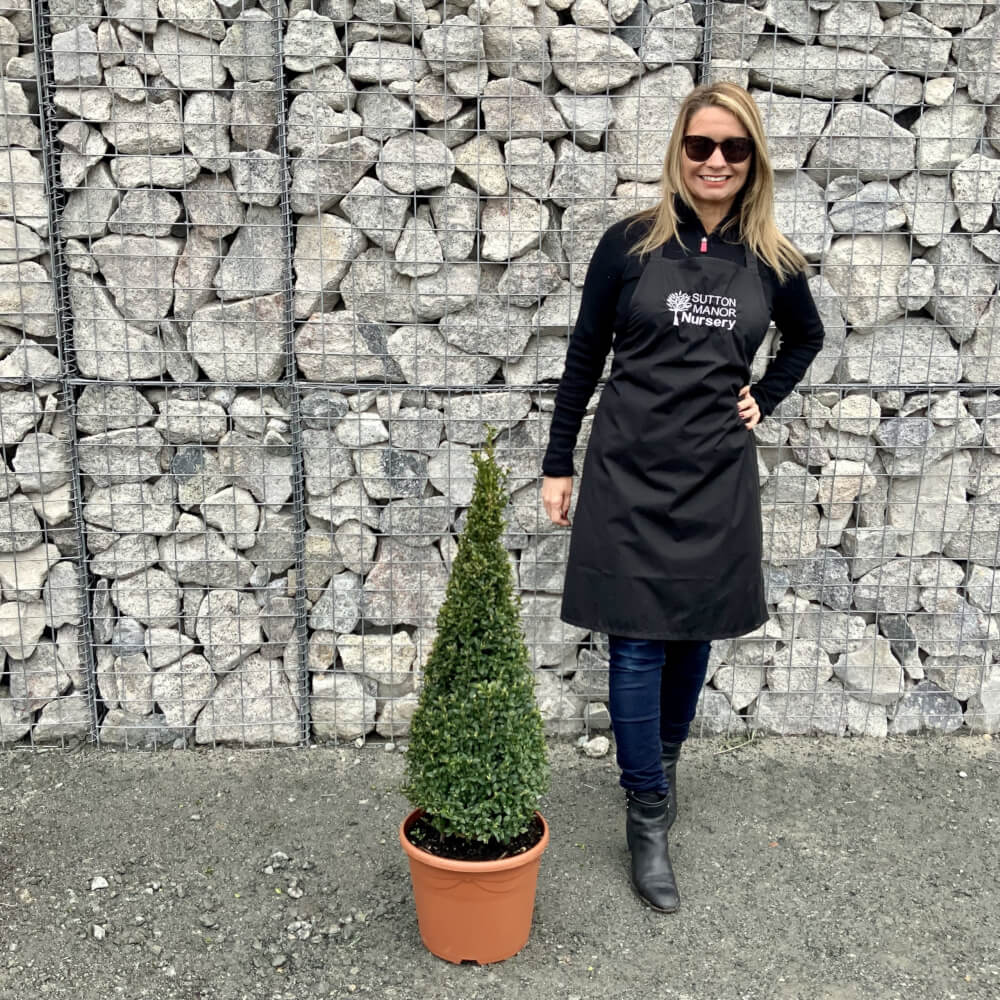 Buy Topiary Pyramids UK | For Sale Online | Large Range