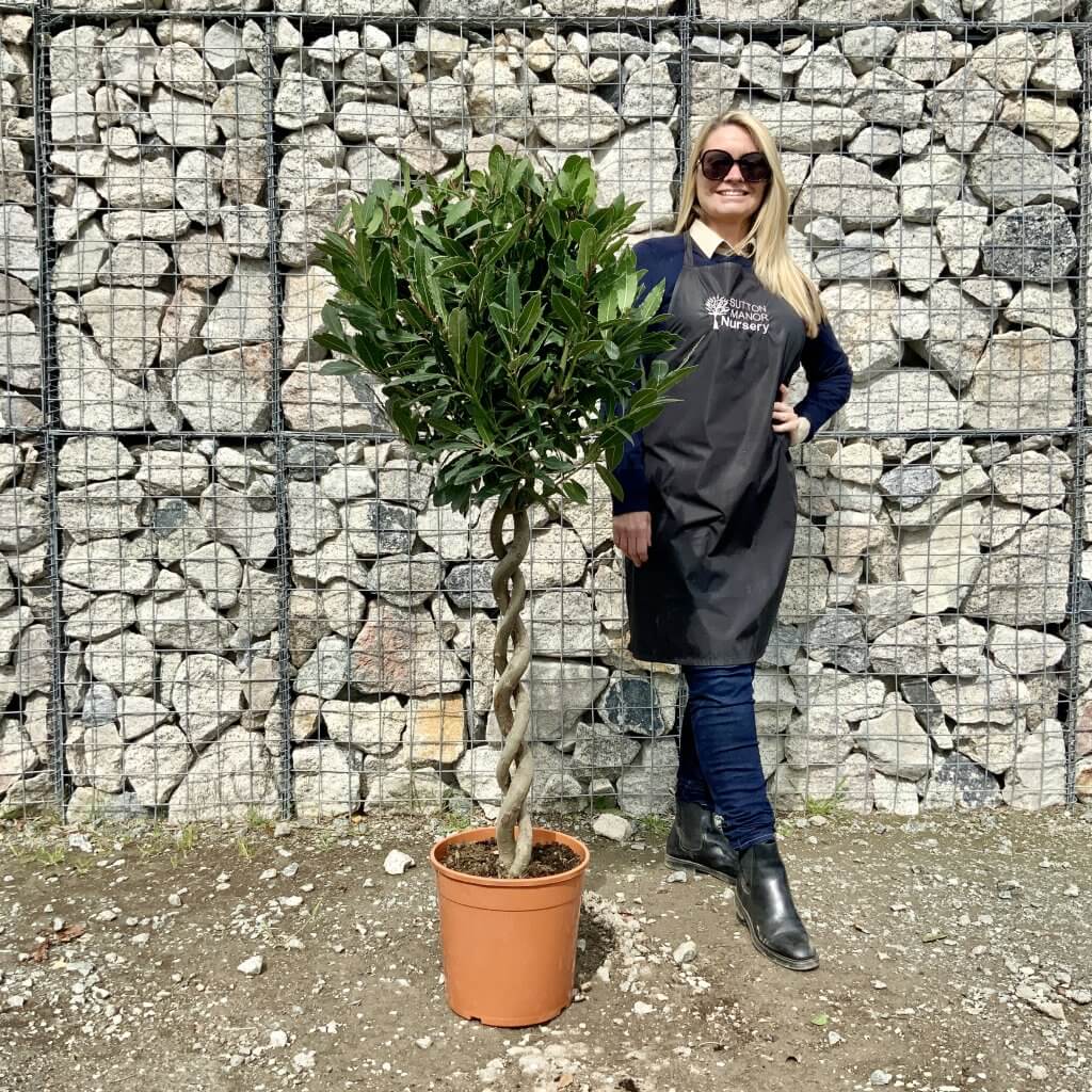 Laurus Nobilis Bay Trees Archives - Sutton Manor Nursery