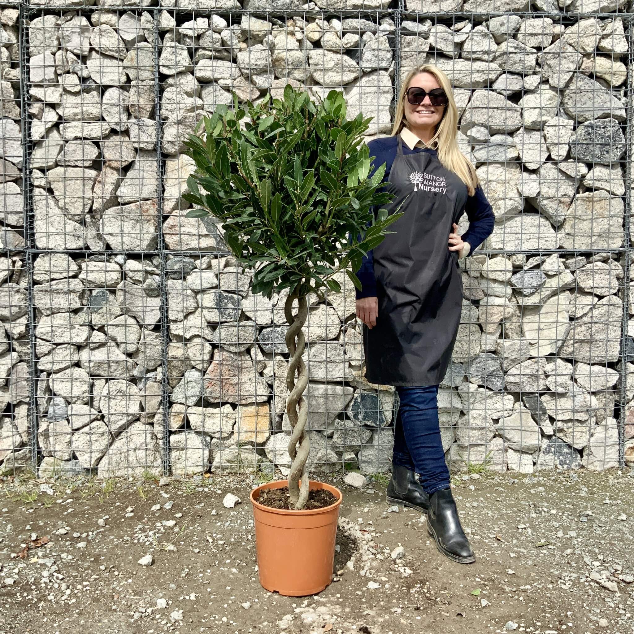 Laurus Nobilis Bay Trees Archives - Sutton Manor Nursery