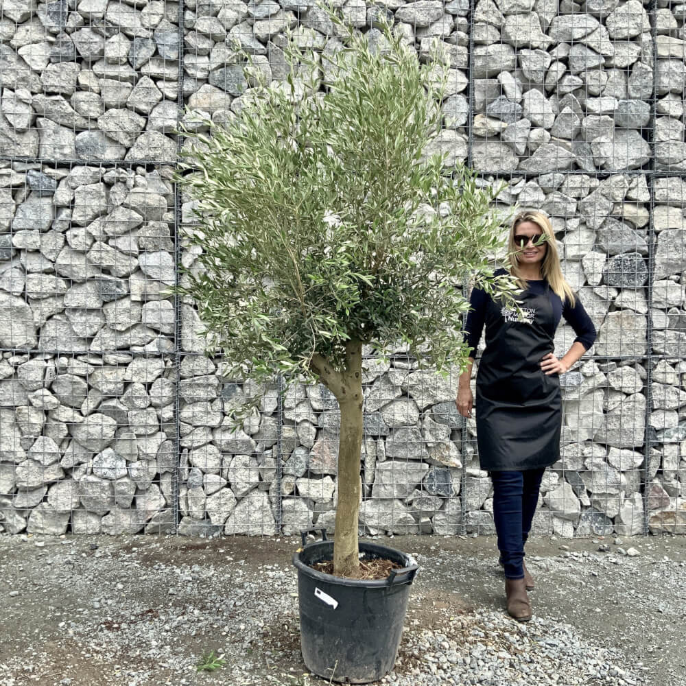 Buy Tuscan Olive Trees UK | For Sale Online | Wide Range