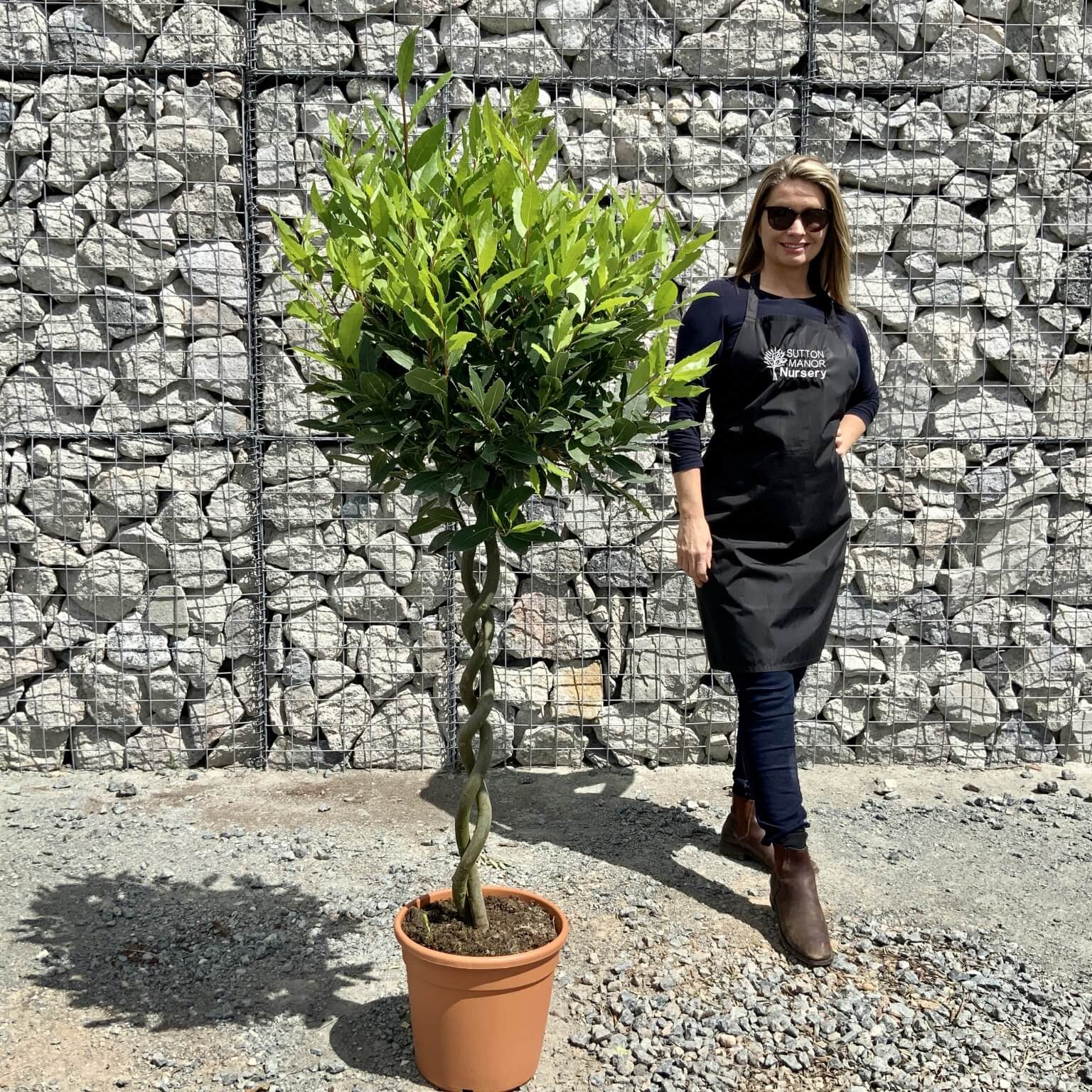 Laurus Nobilis Bay Trees Archives - Sutton Manor Nursery