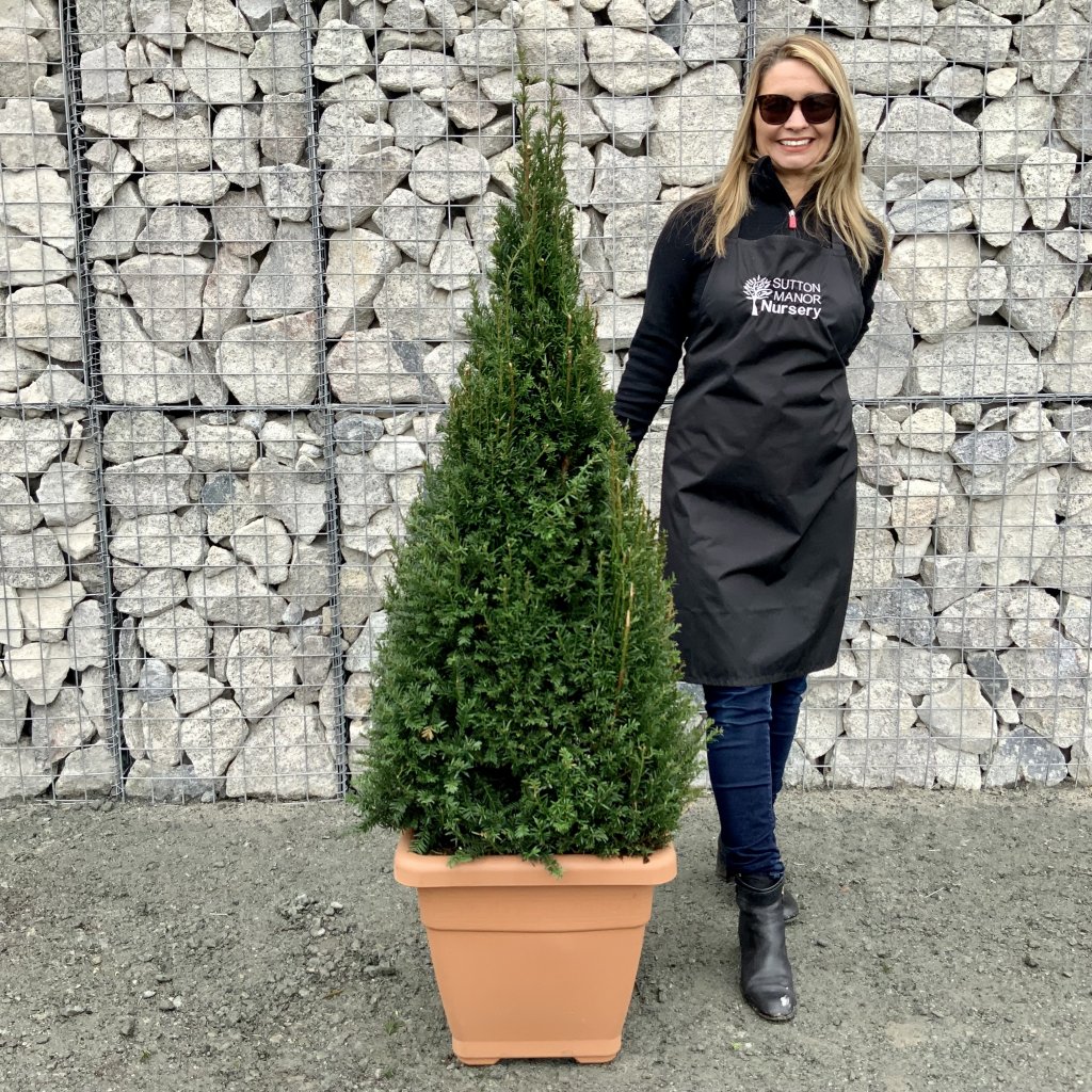 Taxus Baccata Yew Egyptian Pyramid 1.40-1.50m - Sutton Manor Nursery