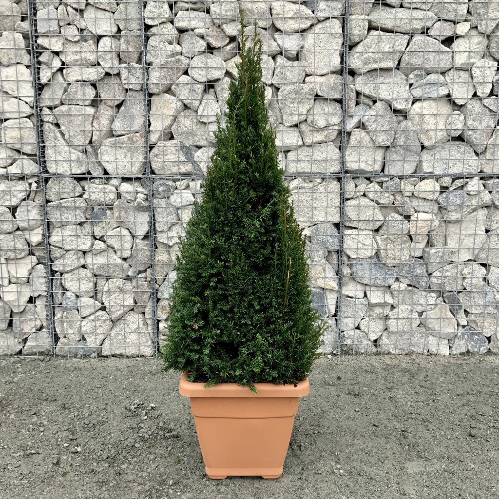 Taxus Baccata Yew Egyptian Pyramid 1.40-1.50m - Sutton Manor Nursery