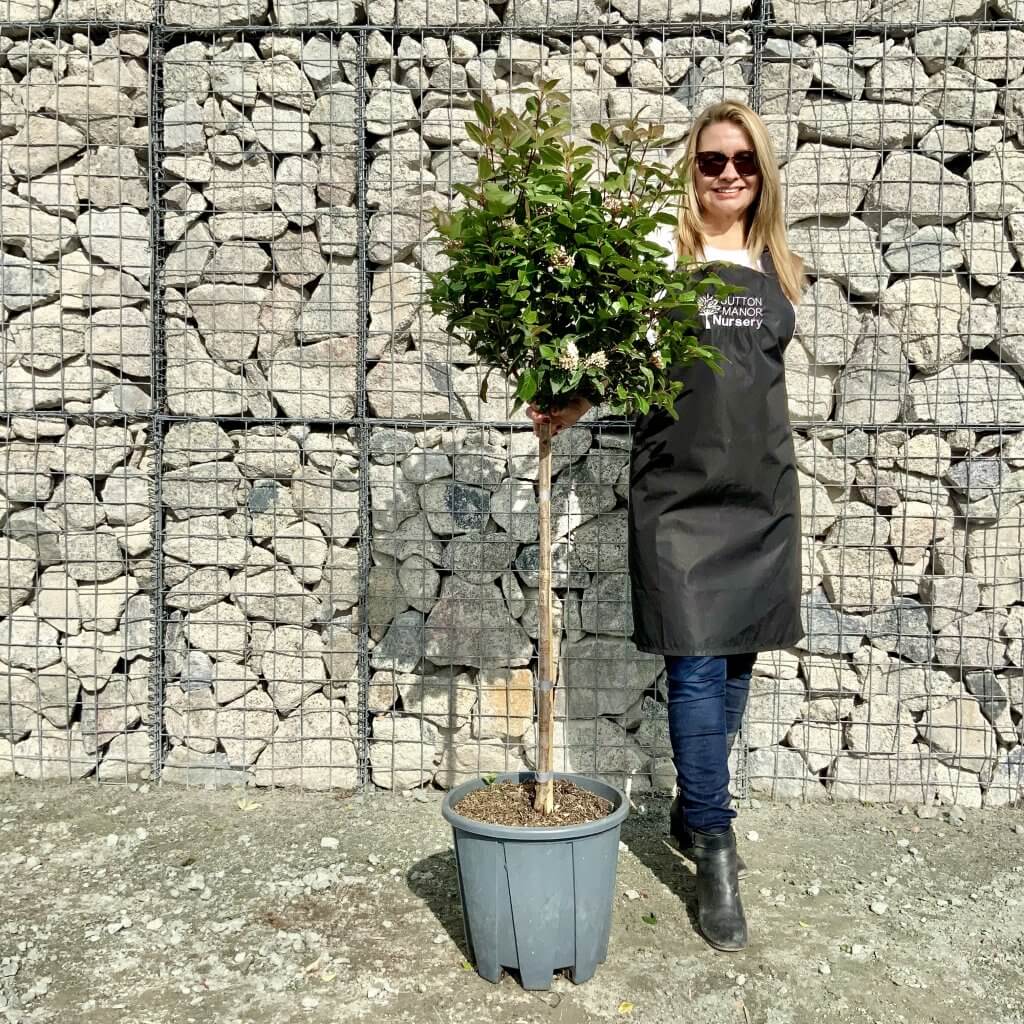 Viburnum Tinus Eve Price Half Standard (Height 1.45-1.55m) - Sutton ...