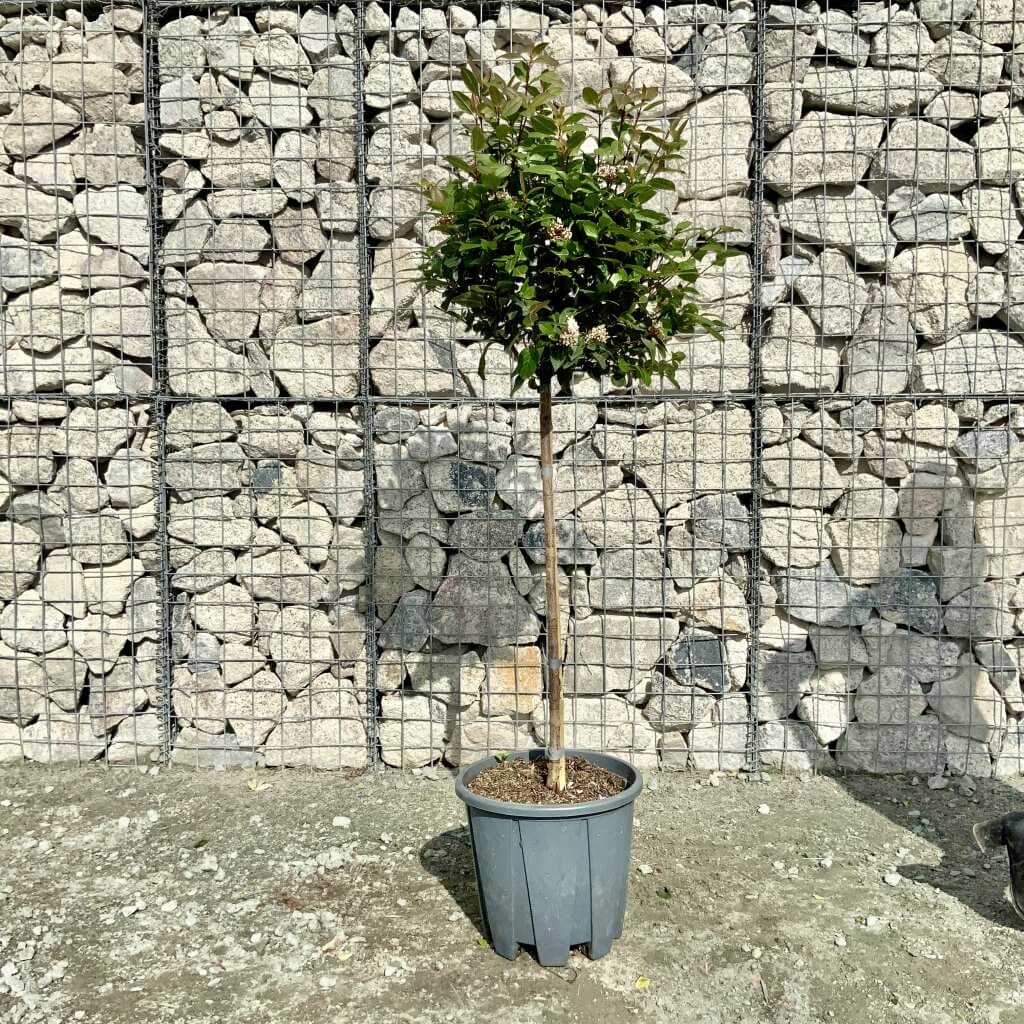 Viburnum Tinus Eve Price Half Standard (Height 1.45-1.55m) - Sutton ...