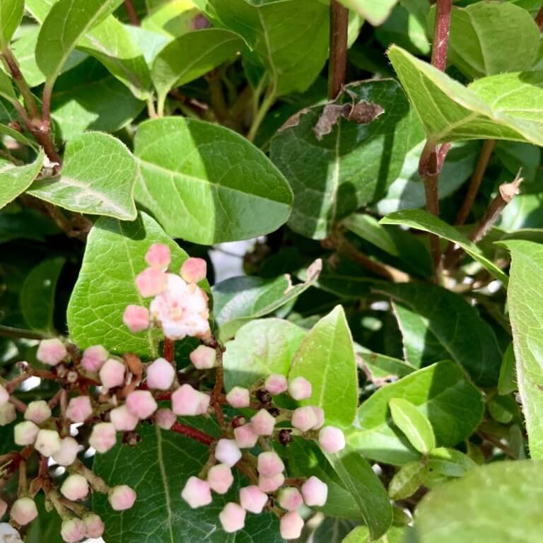 Viburnum Tinus Eve Price Half Standard (Height 1.45-1.55m) - Sutton ...