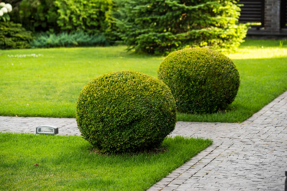 5 ways to transform your garden | Sutton Manor Nursery