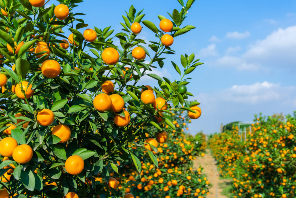 5 ways to transform your garden | Sutton Manor Nursery