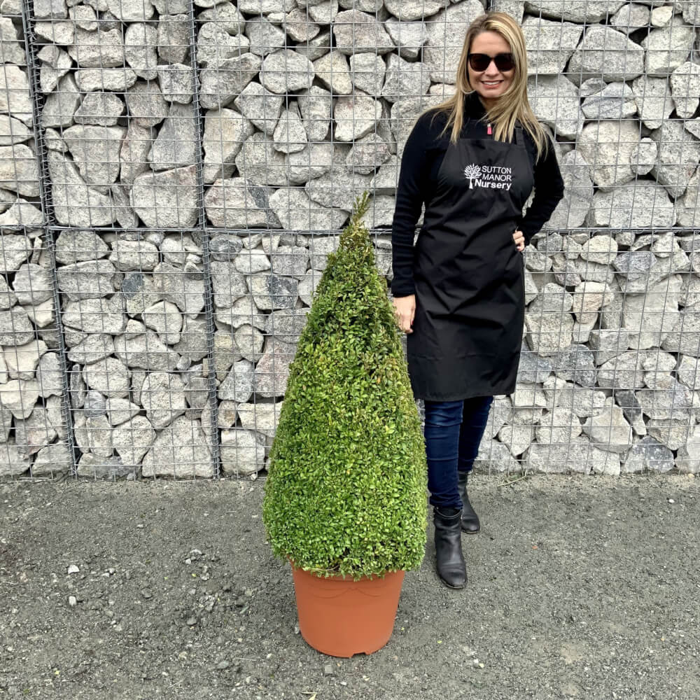 Buy Topiary Pyramids UK | For Sale Online | Large Range