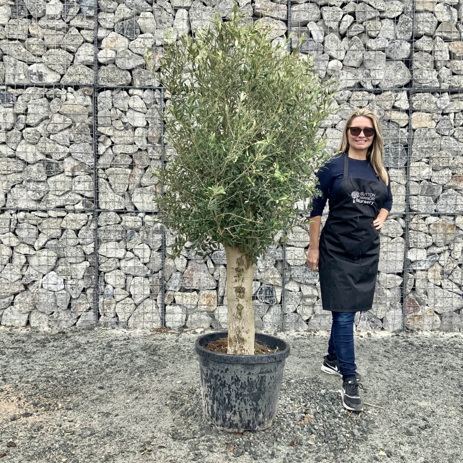 Buy Tuscan Olive Trees UK | For Sale Online | Wide Range