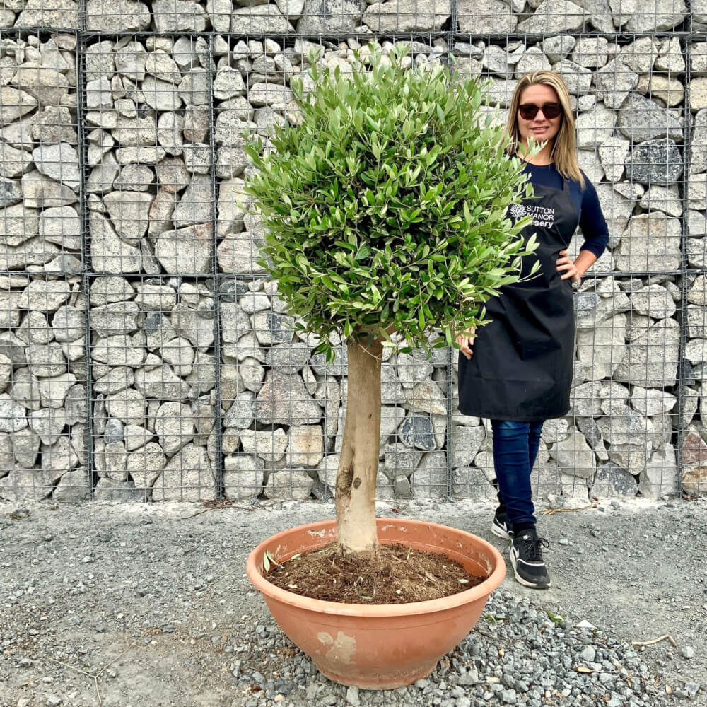 Buy Tuscan Olive Trees UK | For Sale Online | Wide Range