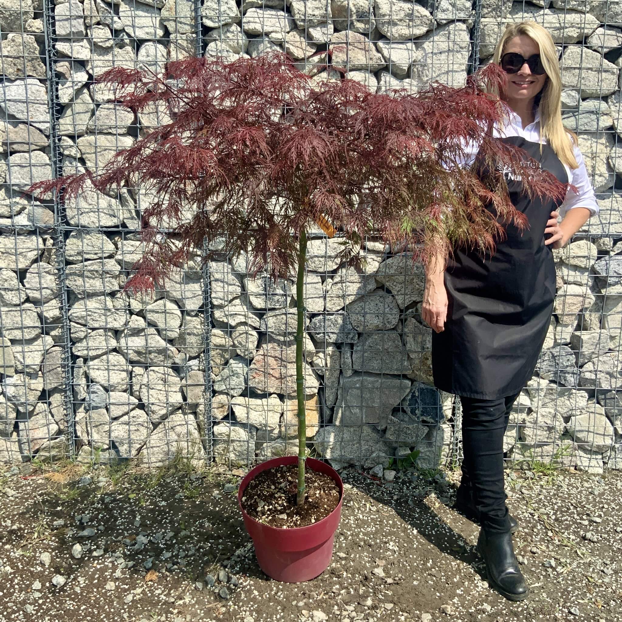 Buy Acer Trees UK | For Sale Online | Wide Range In Stock