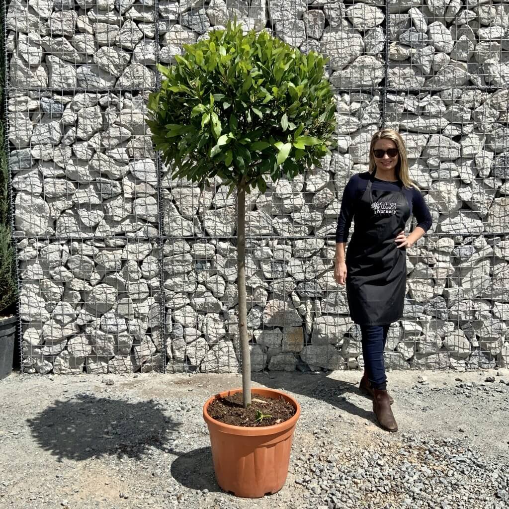 Laurus Nobilis Bay Trees Archives - Sutton Manor Nursery
