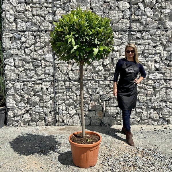 Laurus Nobilis Bay Trees Archives - Sutton Manor Nursery