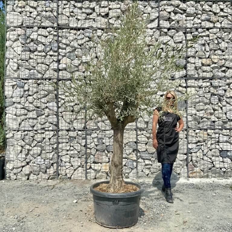 Buy Olive Trees UK | For Sale Online | Wide Range