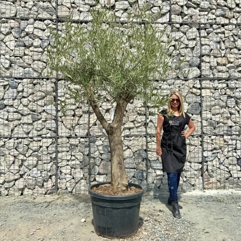 Buy Olive Trees UK | For Sale Online | Wide Range