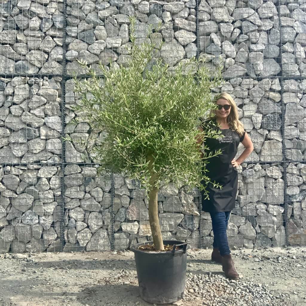 Buy Tuscan Olive Trees UK | For Sale Online | Wide Range