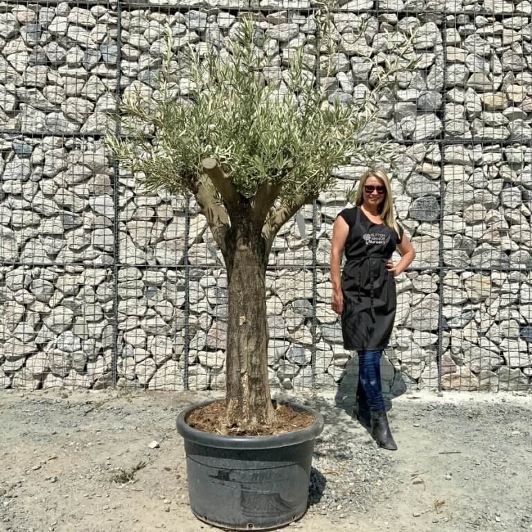 Buy Olive Trees UK | For Sale Online | Wide Range