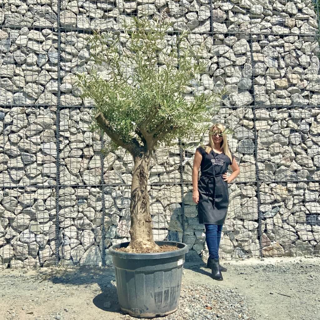 Buy Olive Trees UK | For Sale Online | Wide Range