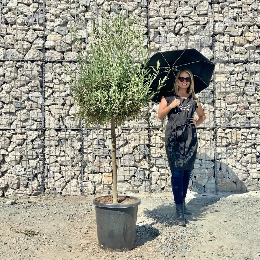 Buy Tuscan Olive Trees UK | For Sale Online | Wide Range