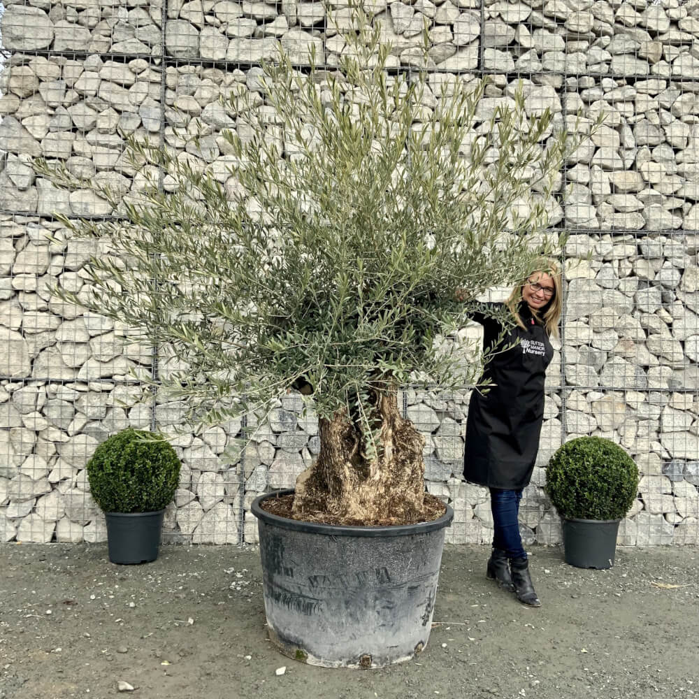 Gnarled Olive Trees XXL Archives - Sutton Manor Nursery