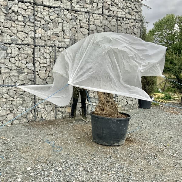 Horticultural Fleece - Sutton Manor Nursery