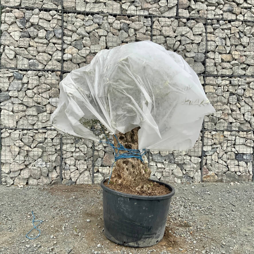 Horticultural Fleece - Sutton Manor Nursery