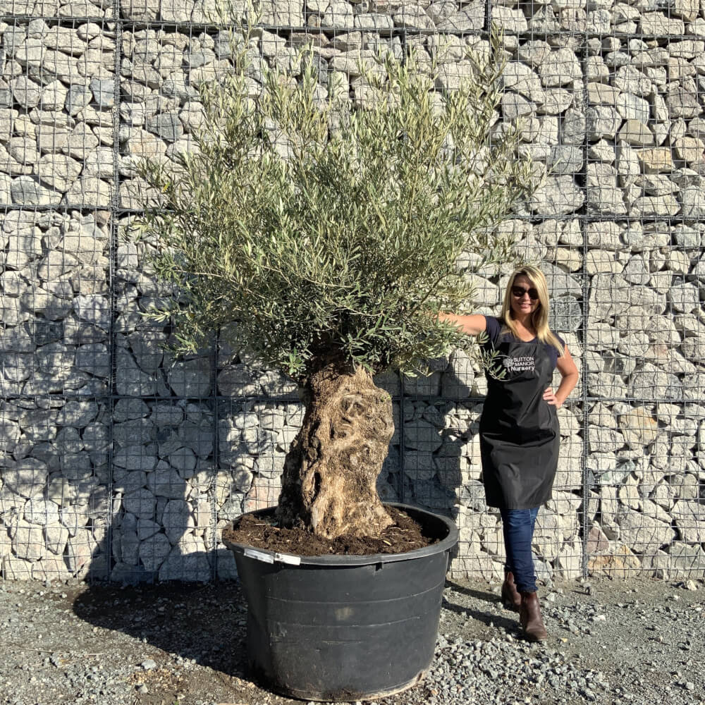 Buy Olive Trees UK | For Sale Online | Wide Range