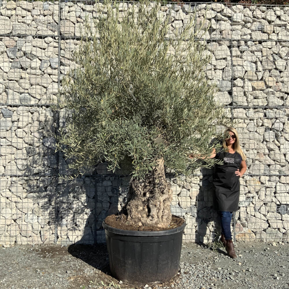 XXL Gnarled Olive Trees Archives - Sutton Manor Nursery