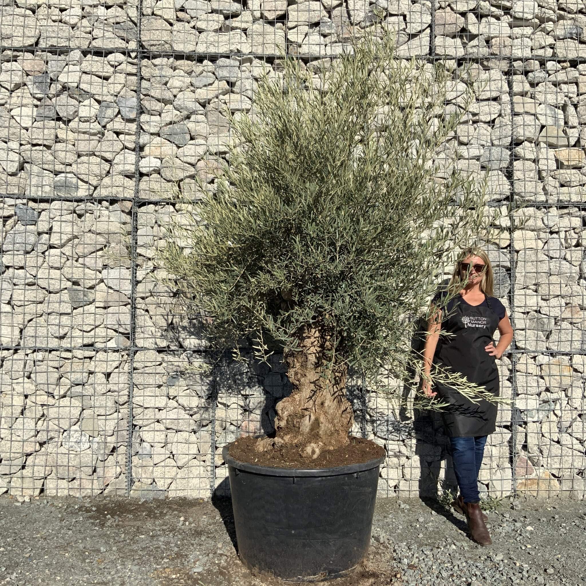 Buy Olive Trees UK | For Sale Online | Wide Range