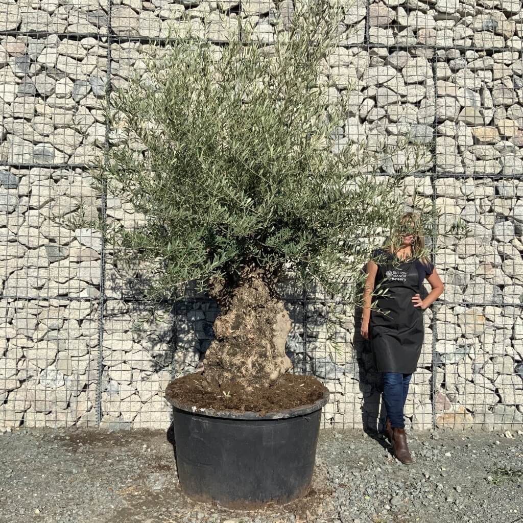 Buy Olive Trees UK | For Sale Online | Wide Range