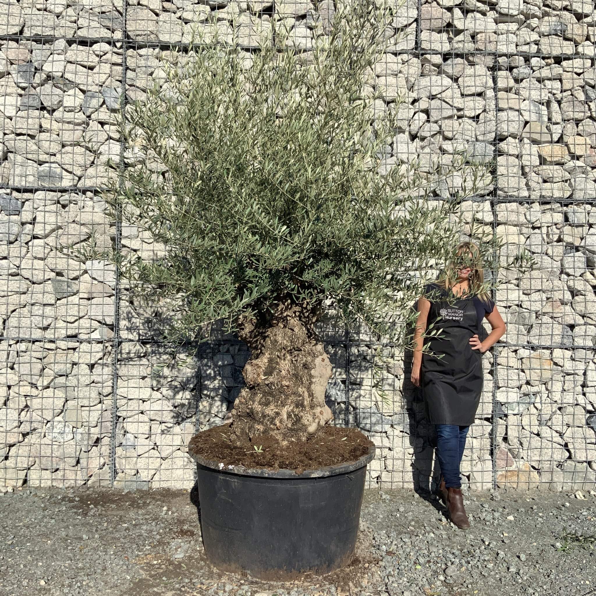 Buy Olive Trees UK | For Sale Online | Wide Range