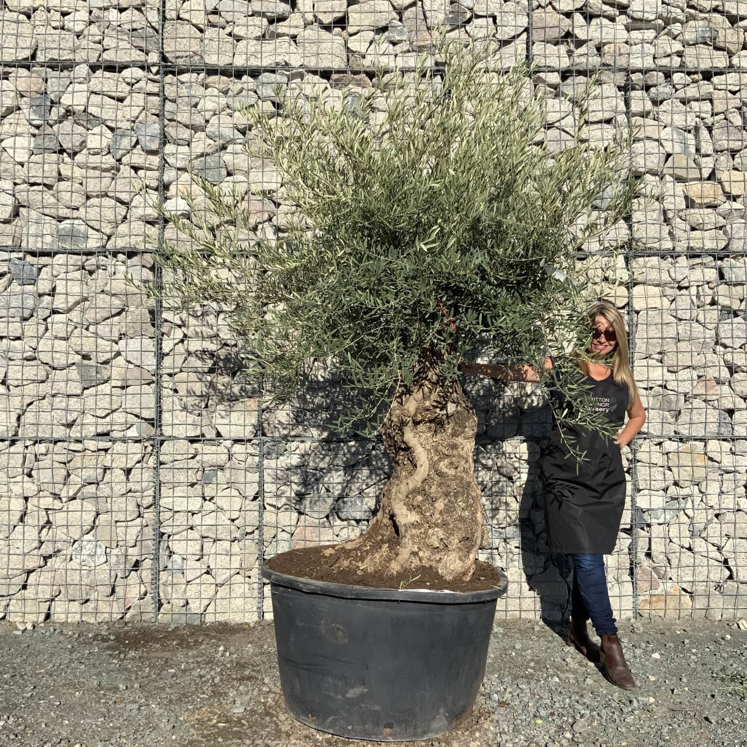 Buy Olive Trees UK | For Sale Online | Wide Range