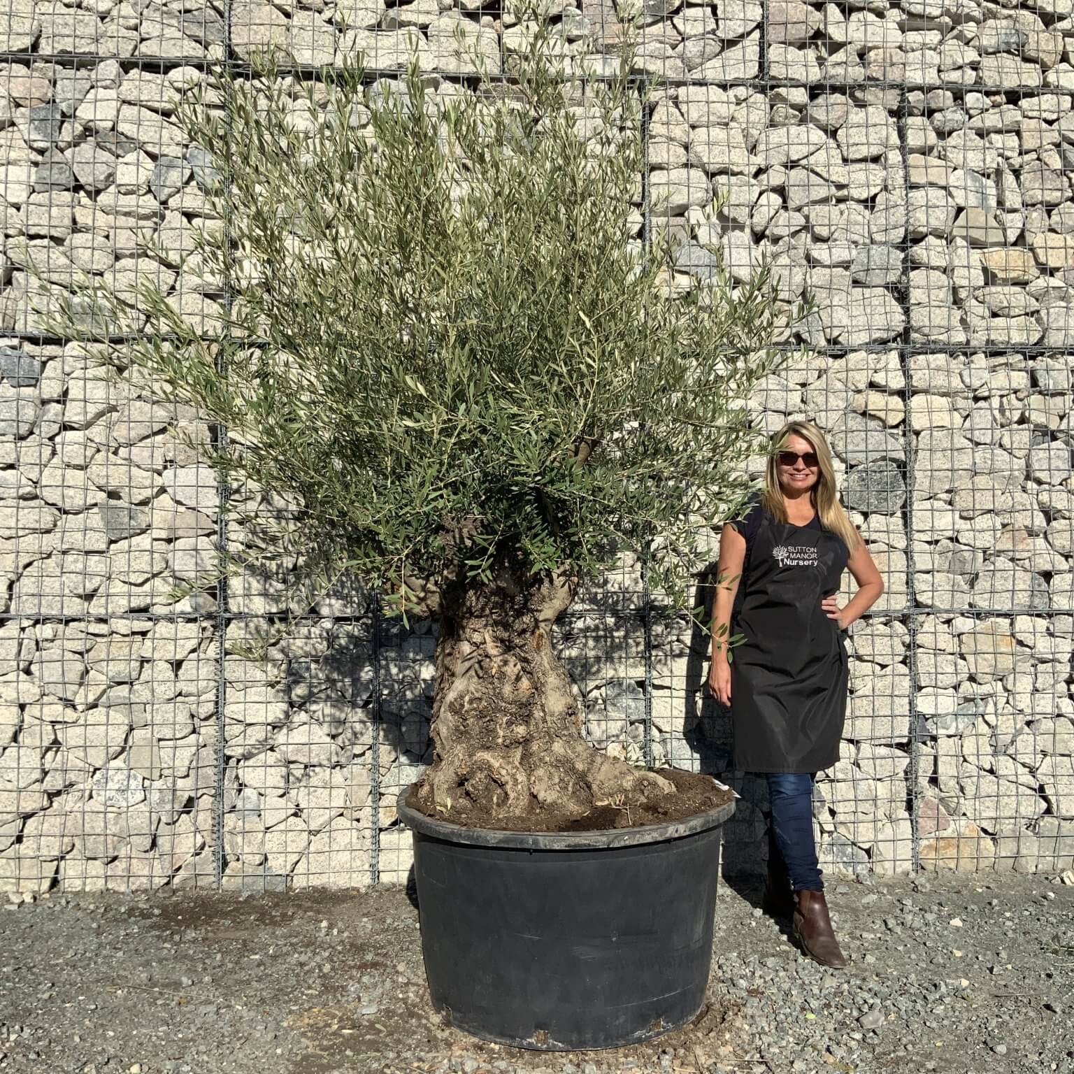 Buy Olive Trees UK | For Sale Online | Wide Range