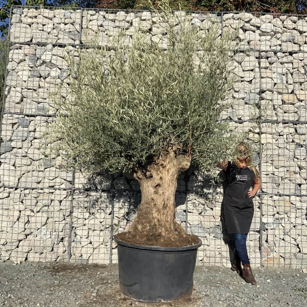 Buy Olive Trees UK | For Sale Online | Wide Range