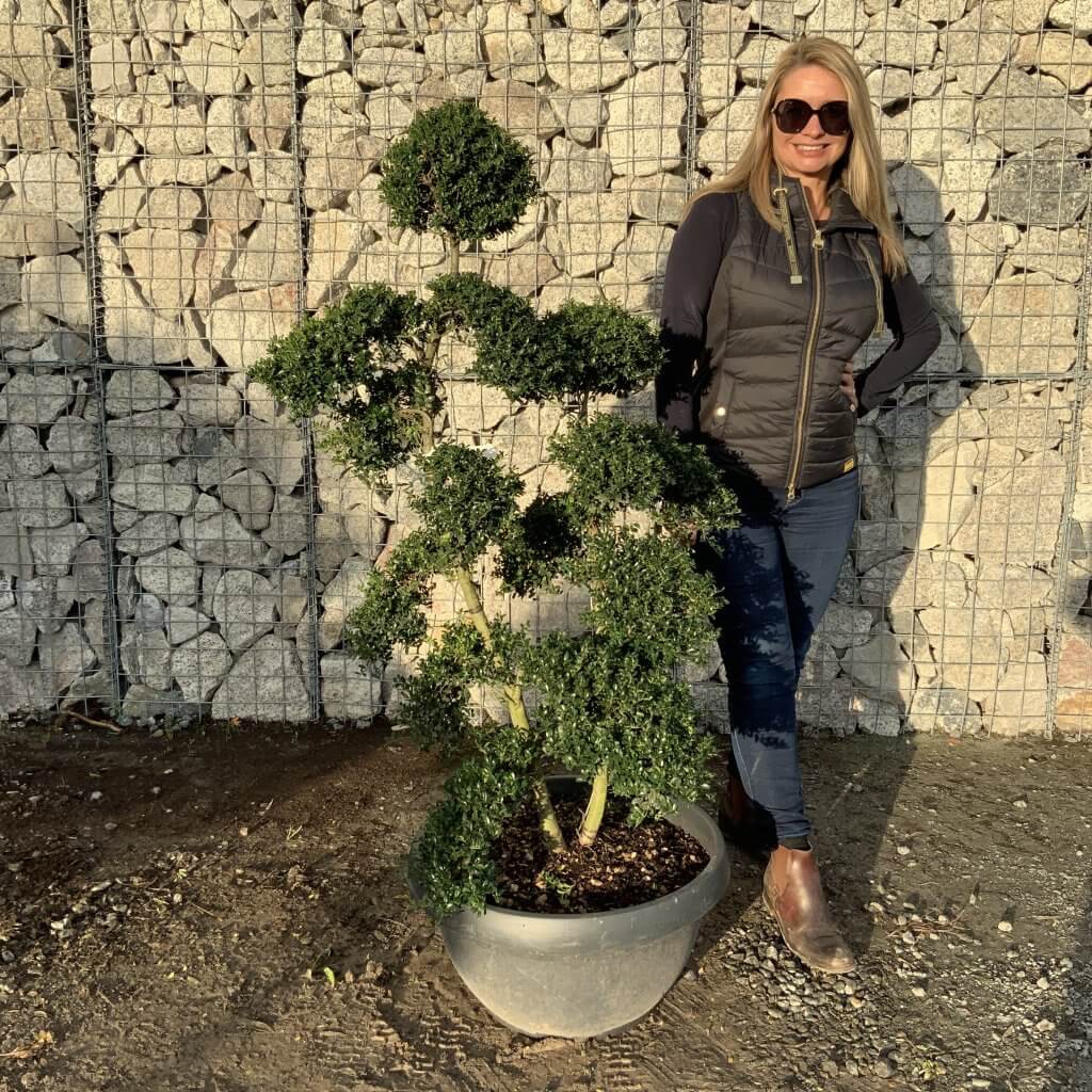 Medium/Large Ilex Cloud Archives - Sutton Manor Nursery