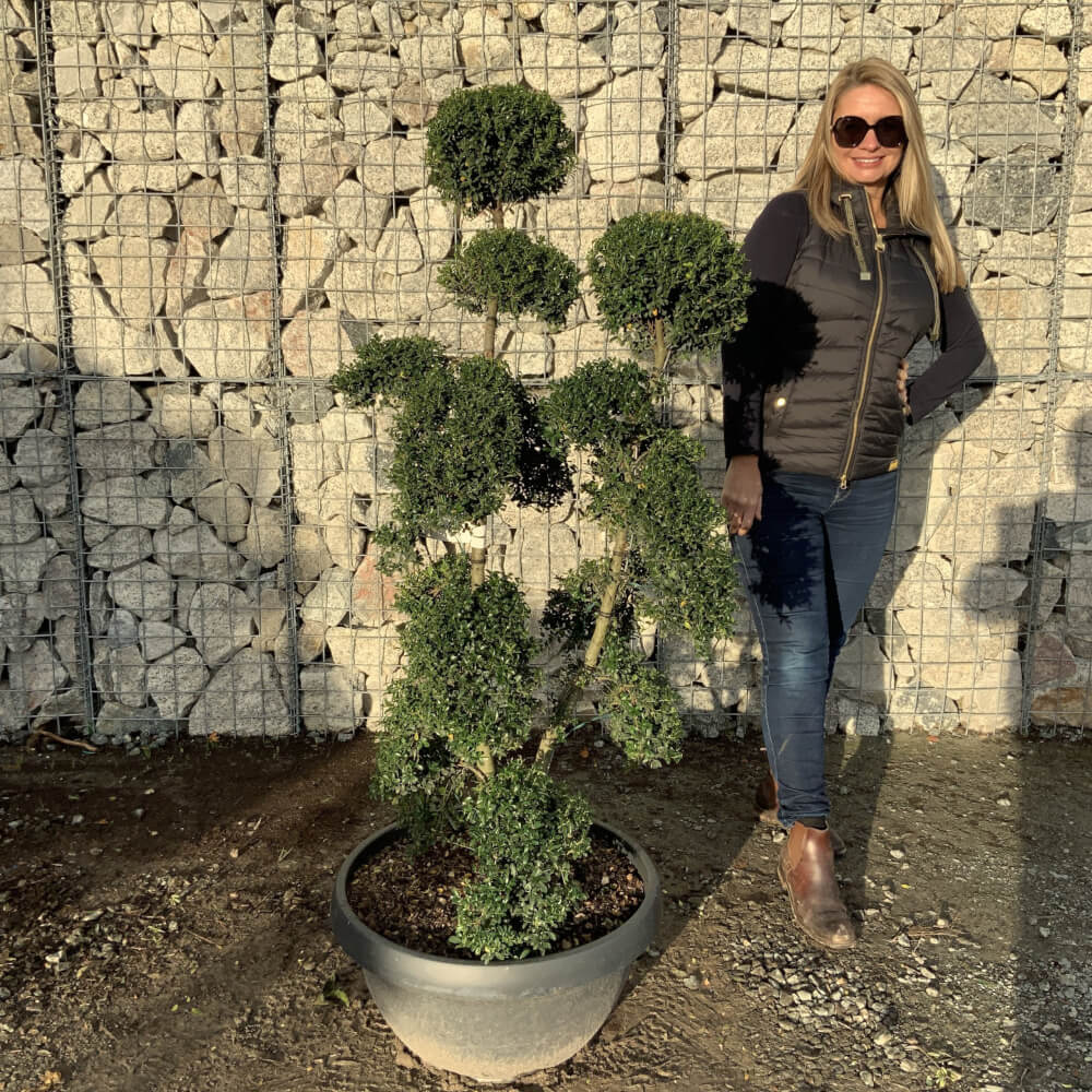 Medium/Large Ilex Cloud Archives - Sutton Manor Nursery