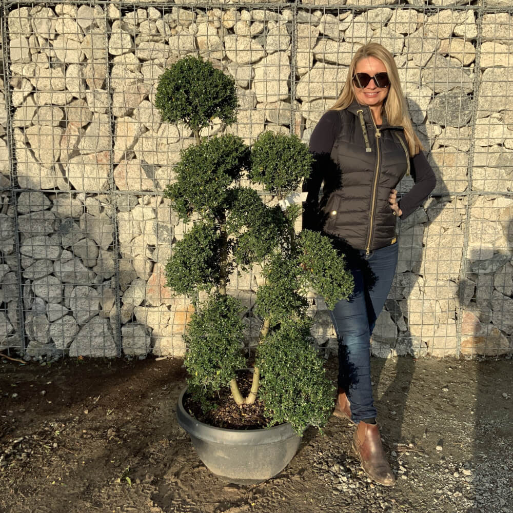 Medium/Large Ilex Cloud Archives - Sutton Manor Nursery