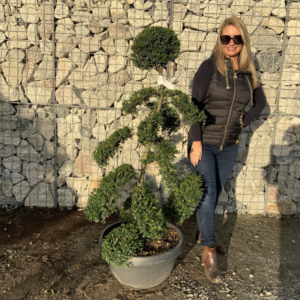 Medium/Large Ilex Cloud Archives - Sutton Manor Nursery