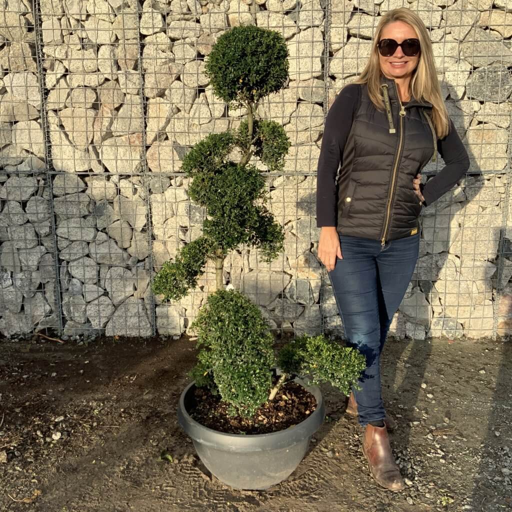 Medium/Large Ilex Cloud Archives - Sutton Manor Nursery